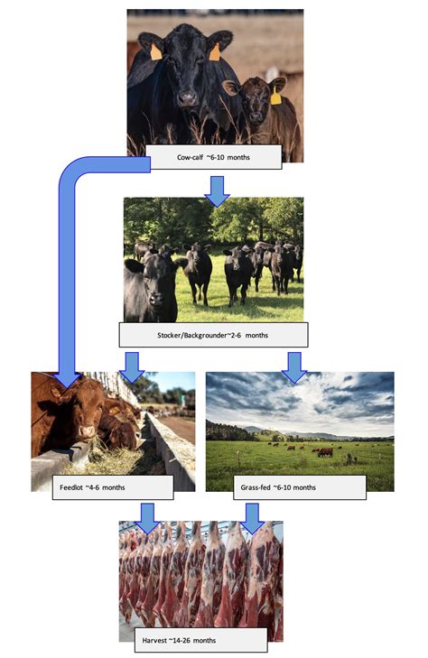 Cattle And Land Use The Differences Between Arable Land And Marginal