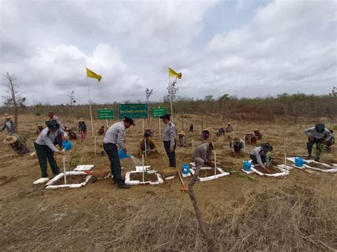 ဆင်ပေါင်ဝဲမြို့နယ်၌ မိုးရာသီအကြို သစ်ပင်စိုက်ပျိုးပွဲကျင်းပ Information And Public Relations