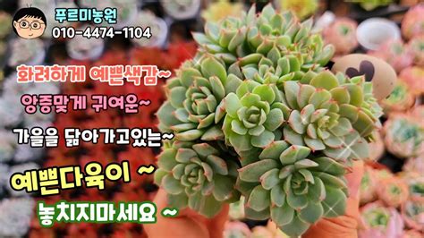 9월 21일🩷화려하고 귀엽고 가을을닮아가고있는다육이~놓치지마세요~🤗다육판매다육식물korean Succulent Plants 多肉植物 대전다육충북다육청주다육진천