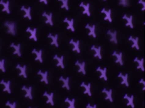 Figure 5 From High Quality Light Field Microscope Imaging Based On