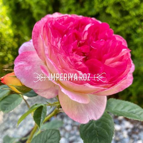 Розоман Жанон Rosomane Janon