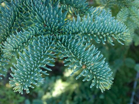 Abies Procera Kellys Nursery