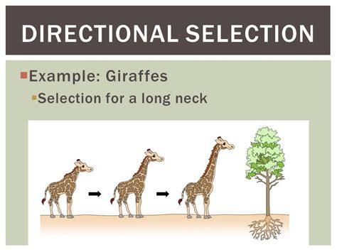 Directional Selection Example