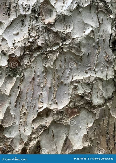 Different Types Of Bark Use It As A Beautiful Background Stock Photo Image Of Nature Twig