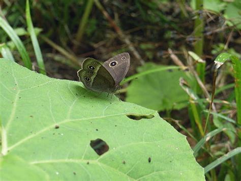 ヒメジャノメ 虫つれづれ対馬v2
