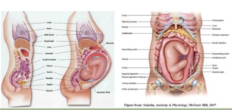 Pregnancy Imaging And Foetal Development Flashcards Quizlet