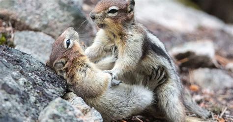 Fighting Squirrels Two Scrappy Chipmunks Go Head To Head In Fur Ocious Battle Over Buried Food