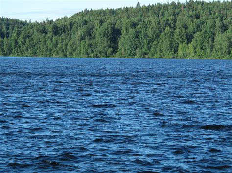 나무로 둘러싸인 큰 수역 사진 Unsplash의 무료 숲 이미지