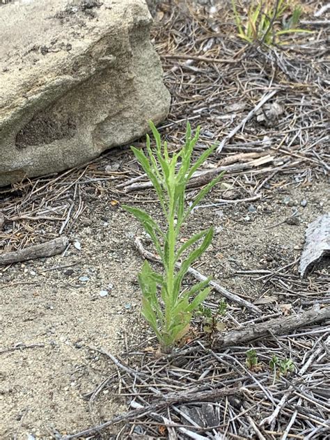 Invasive Plant Guide Cabrillo National Monument Us National Park