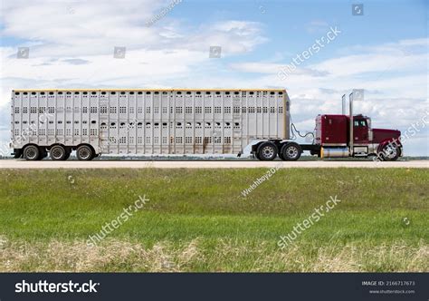 Cartoon Semi Truck Hauling Cattle