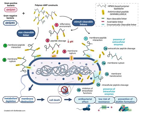 Polymer Antimicrobial Peptide Constructs With Tailored Drug Release Behavior