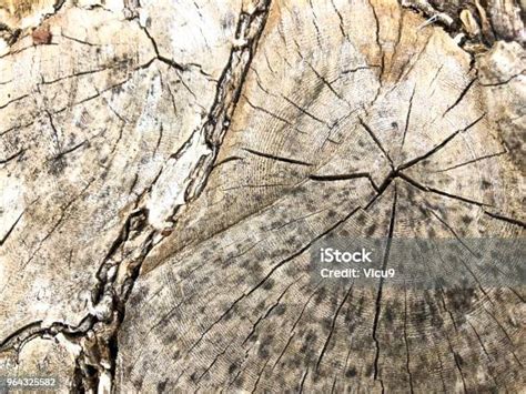 오래 된 나무 그 루터 기입니다 연간으로 갈색 나무 질감 배경 반지 오래 된 나무 보여주는 성장 반지 클로즈업입니다 0명에 대한 스톡 사진 및 기타 이미지 Istock