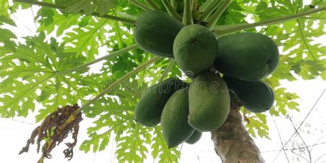 Pawpaw Or Asimina Fruit On A Tree Branch With Leaves Stock Image Image Of Farming Green