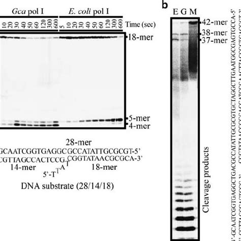 Measurement Of 3 ′ → 5 ′ Exonuclease Activity 3 ′ → 5 ′ Exonuclease