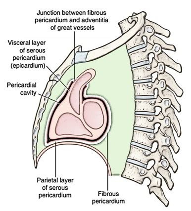 Pericardium Anatomy Contents Functions And Subdivisions Earths Lab