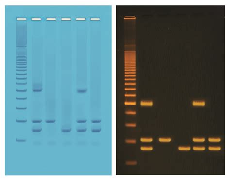 Pcr Based Identification Of Foodstuffs For Genetically Modified Organisms Pcr Learning Activities