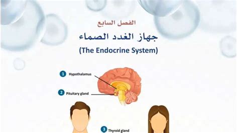 حل الفصل السابع جهاز الغدد الصماء انظمة جسم الانسان ثالث ثانوي ف1 1445