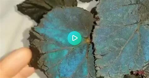 Iridescent Leaves On This Begonia Album On Imgur