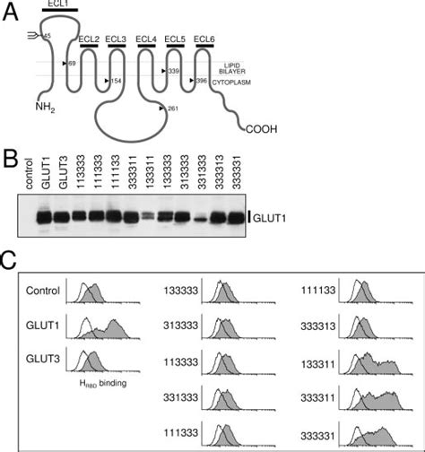 The Cooh Terminal Domain Of Glut1 Is Responsible For Htlv Env Binding