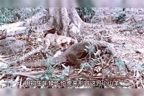 科莫多巨蜥捕杀小山羊小山羊竟敢跟它正面对抗它能否全身而退