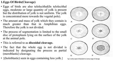 Study Of Cleavage Blastula Gastrulapptx Geography Science