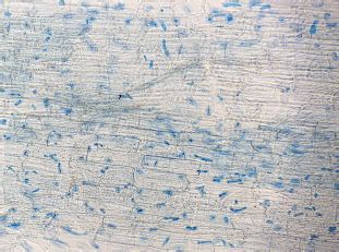 What Are These Structures In The Roots ResearchGate