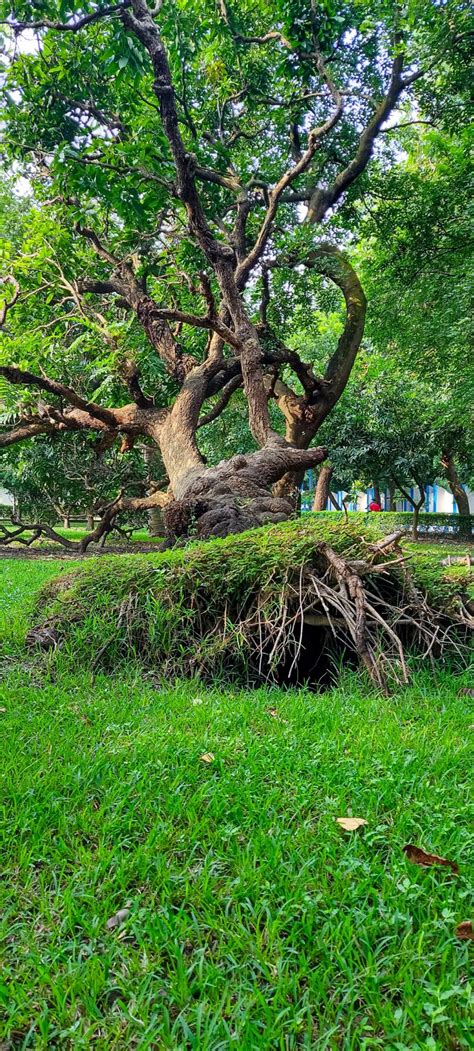 Paramita Pal On Linkedin Clicked This One Day During My Walk In The Park What You See In It I…