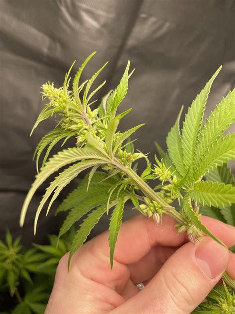 Need Sex Advice For Plant Rtrees Need Sex Advice For Plant Rtrees