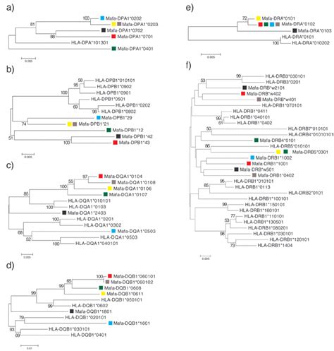 Phylogenetic Analysis Of Mcm And Human Mhc Class Ii Alleles Download Scientific Diagram
