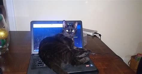 this lazy thing crossed the rainbow bridge today i already miss my stella a life too short but