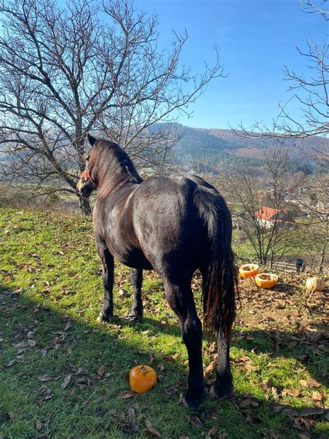 Vând Mânza De Un An și 6 Luni Preoteasa • Olxro