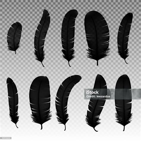 투명 한 배경에 다양 한 검은 새 깃털의 집합입니다 컬렉션 3d 현실적인 스타일 부드러운 솜 털 매크로 백조 벡터 일러스트 레이 션 펜 필기에 대 한 개체 그룹에 대한 스톡
