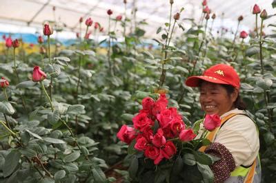 云南晋宁鲜花绽放铺就振兴路 人民图片网