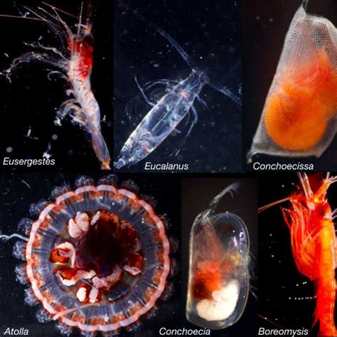 Dna Metabarcoding Protocol For Siphonophore Gut Contents