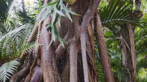 Tropical Hardwood Hammock Pinecrest Gardens