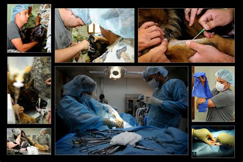 What Is Dog Gastropexy Surgery