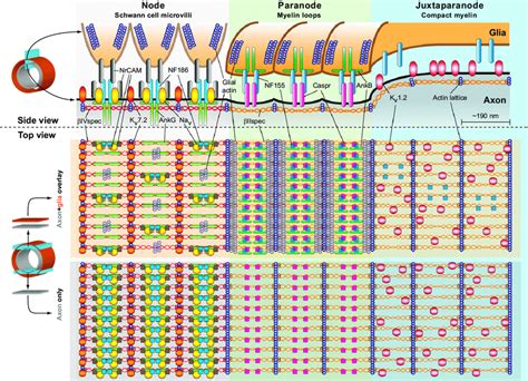 Proposed Model For The Molecular Organization Of Nodes Of Ranvier In Download Scientific