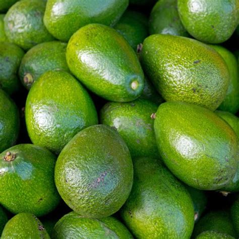 Aguacate Papelillo Silvifruver