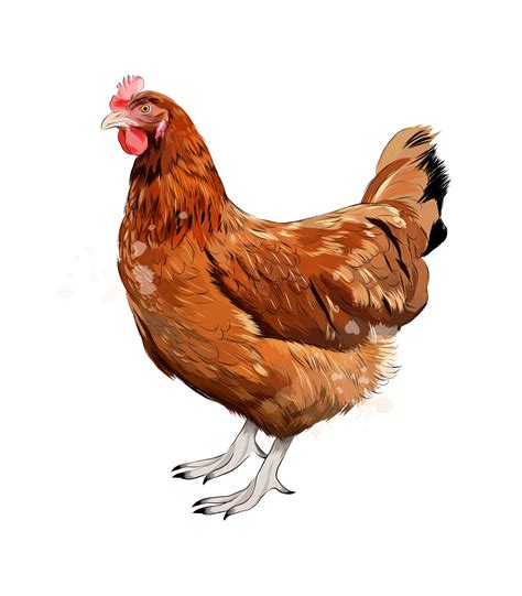 Drawing Salve Chickens At Joan Fleming Blog