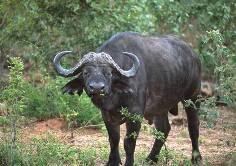 Cape Buffalo Also Known As The African Buffalo The Kosher Safari