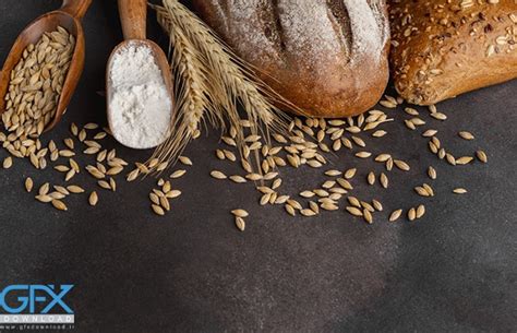 عکس گندم دانلود 17 عکس و تصاویر زیبای گندم زار