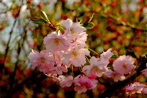 Cherry Fruit Tree Flowers