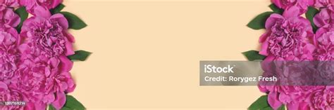 베이지 색 배경에 모란 꽃 질감과 녹색 잎으로 만든 프레임 배너 0명에 대한 스톡 사진 및 기타 이미지 0명 3월 가리기 Istock
