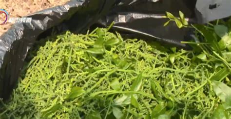 打雷才有的 雷公菜”带你去采摘腾讯新闻