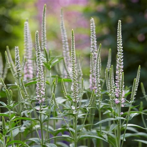 Veronica Lonolia Pink Eveline