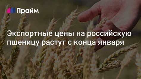 Экспортные цены на российскую пшеницу растут с конца января 24 02 2025 ПРАЙМ