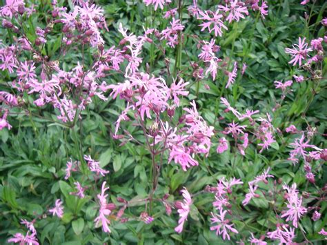 Lychnis Flos Cuculi Verhulst Van Ryckeghem