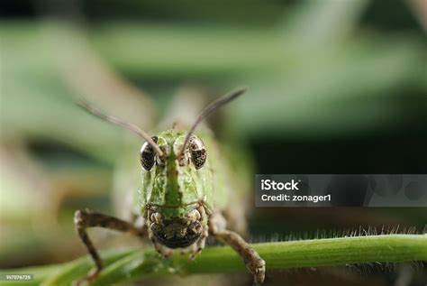 Wajah Belalang Foto Stok Unduh Gambar Sekarang Alam Belalang