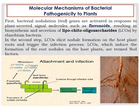 32 Host Pathogen Relationship Pdf