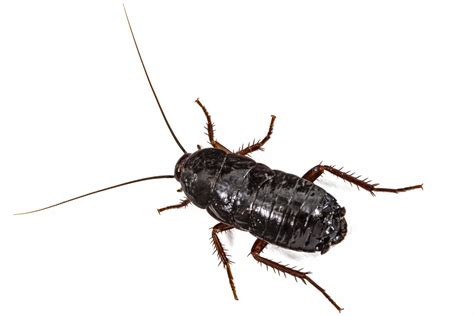 Water Bugs What Are They Exactly And How To Get Rid Of Them